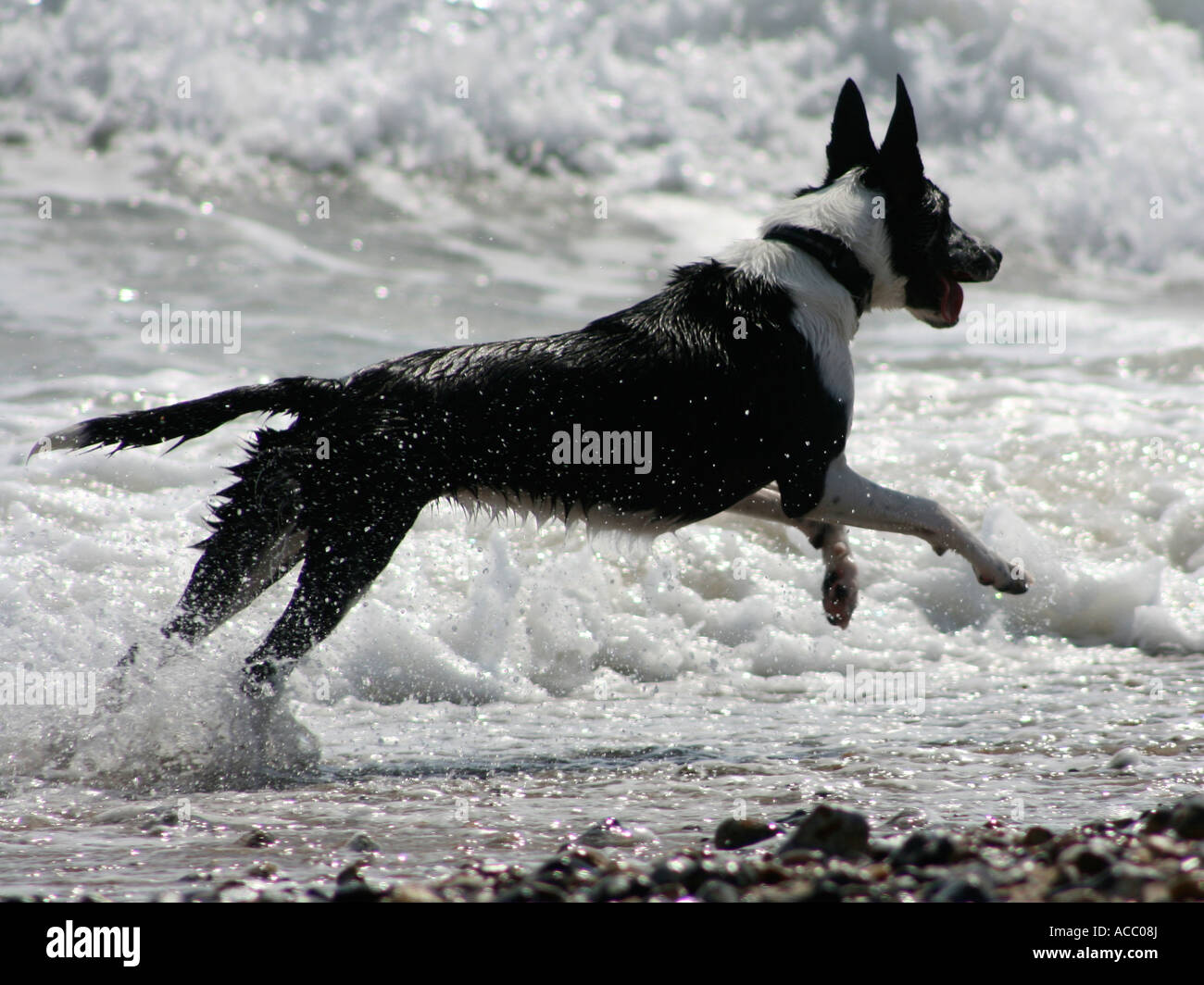 Sheepdog in water hi-res stock photography and images - Alamy