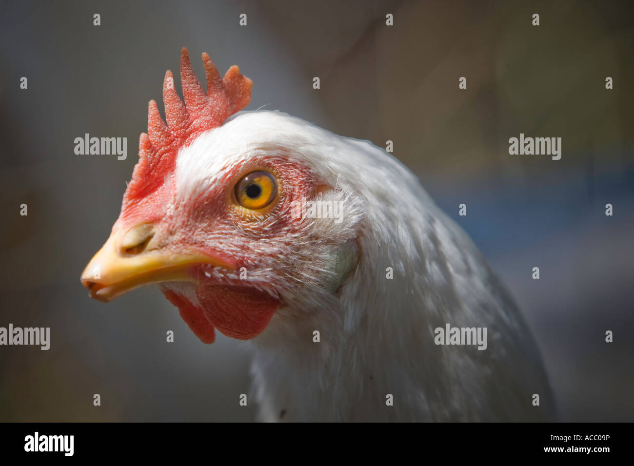 White leghorns chicken hi-res stock photography and images - Alamy