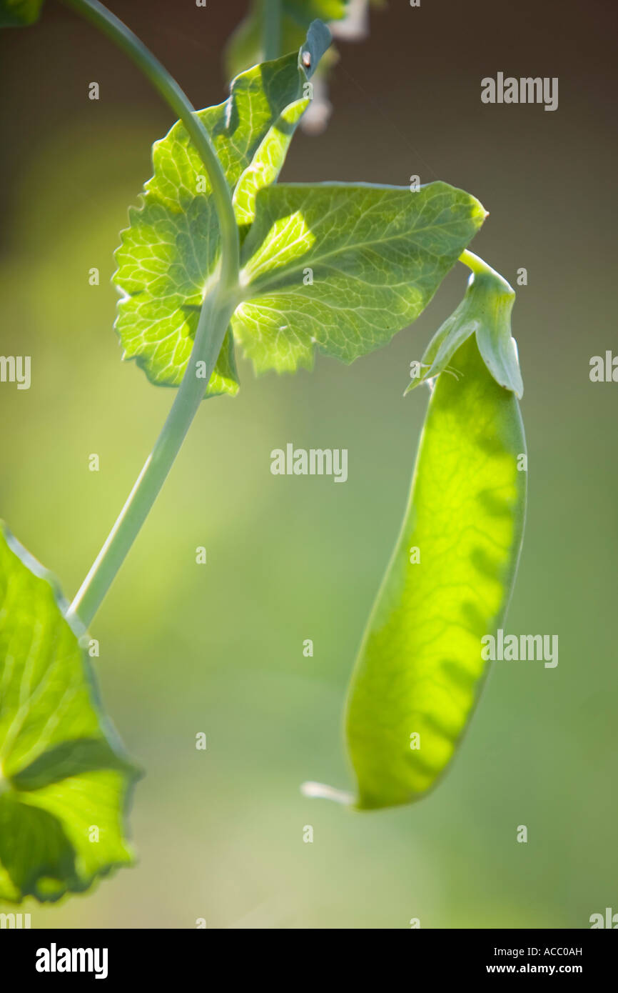 Young pea pod Stock Photo - Alamy