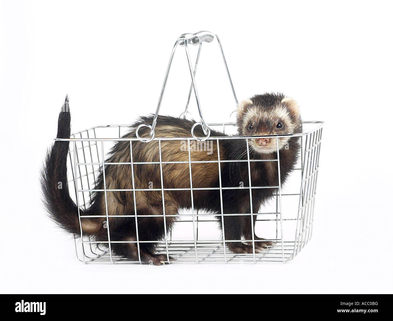 Ferret Cut Out Stock Images & Pictures - Alamy