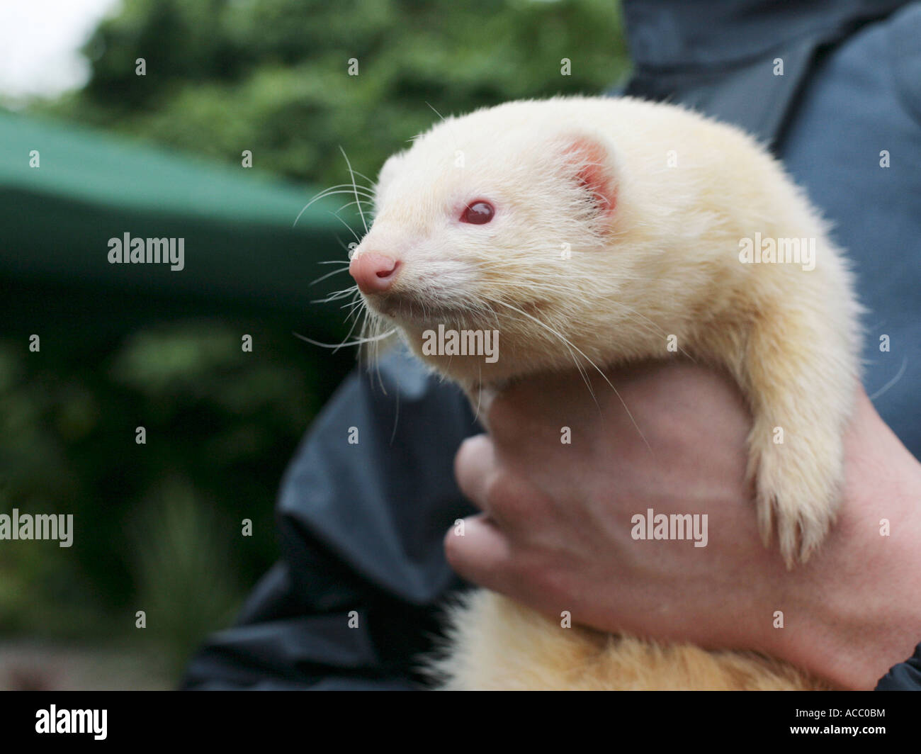 Ferret being held hi-res stock photography and images - Alamy