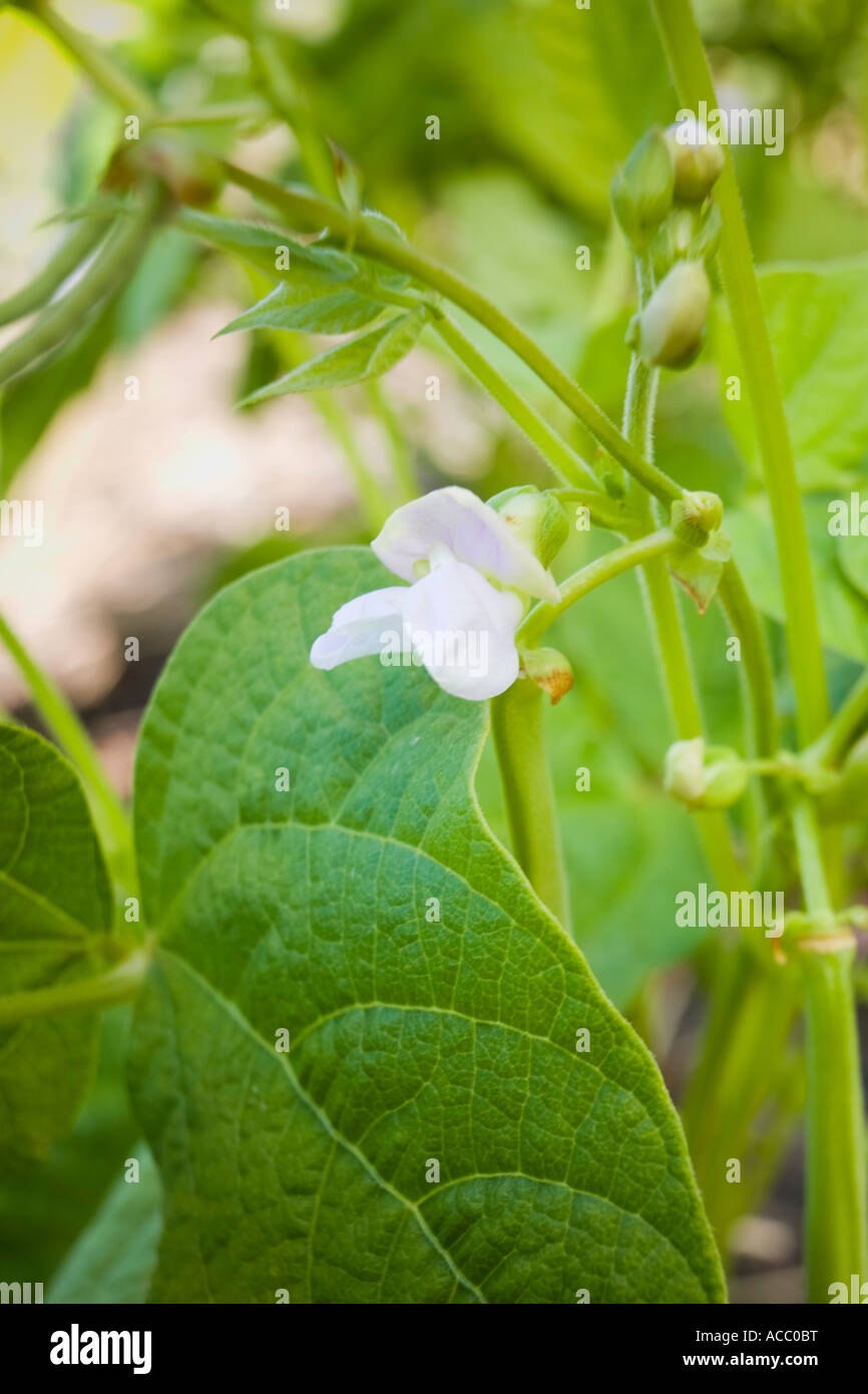French string runner green bean flower Stock Photo - Alamy