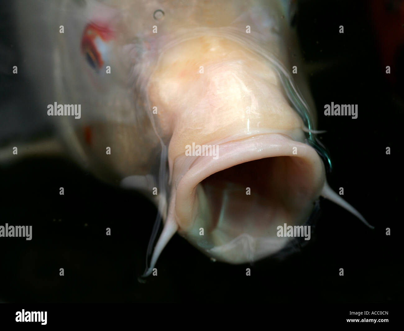 A silver koi carp underwater Stock Photo - Alamy