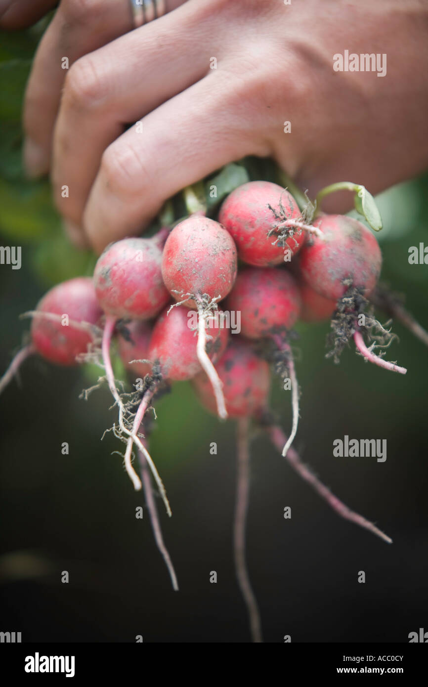 Bunch of radishes Stock Photo - Alamy