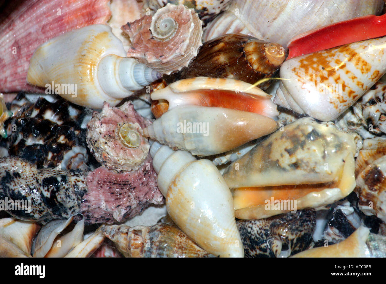 Assorted Sea Shells Stock Photo - Alamy