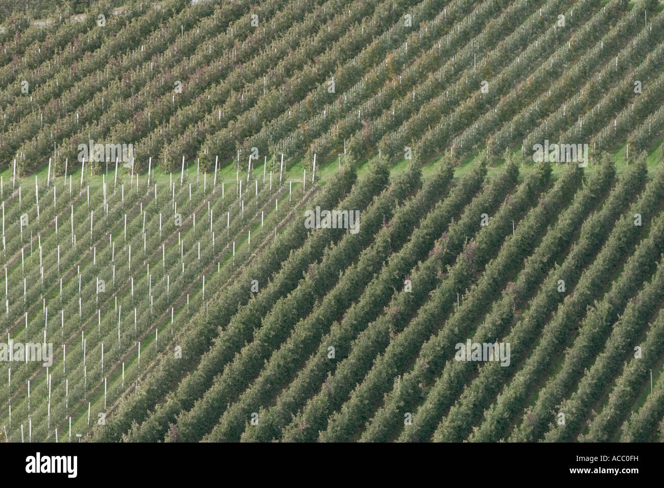 Apple tree agriculture, Val Venosta, Alto Adige, Italy Stock Photo - Alamy