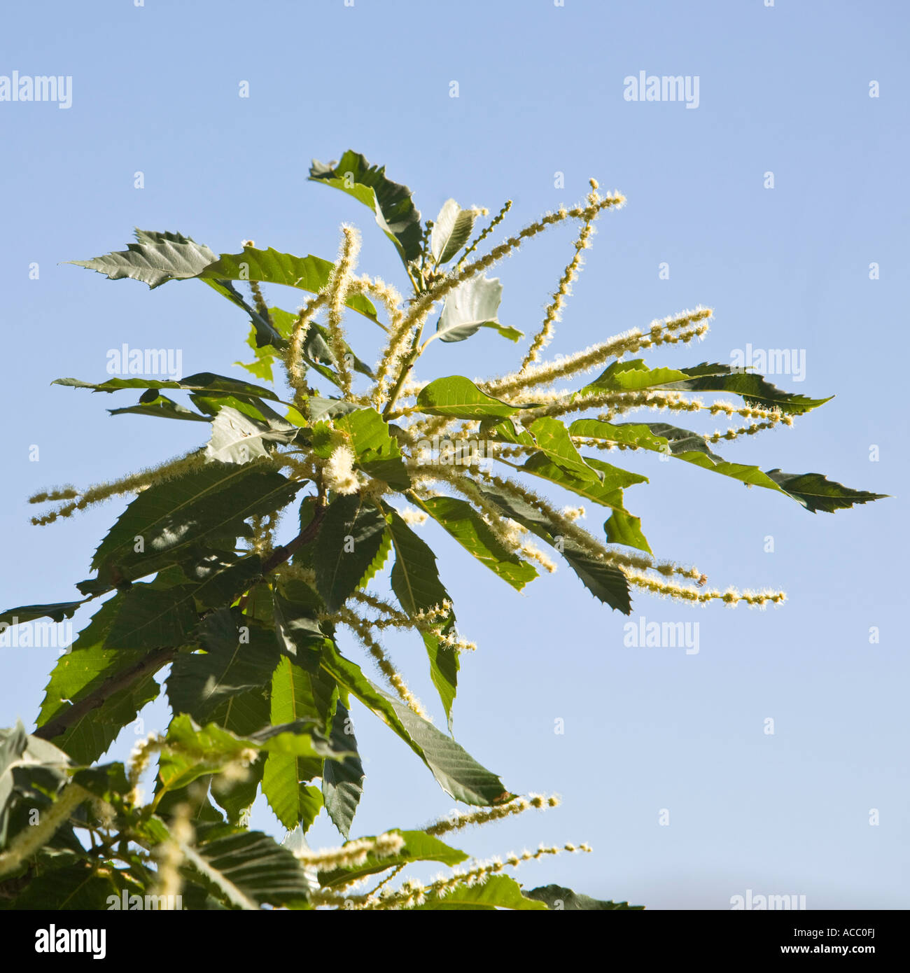 Sweet Chestnut in flower Stock Photo - Alamy