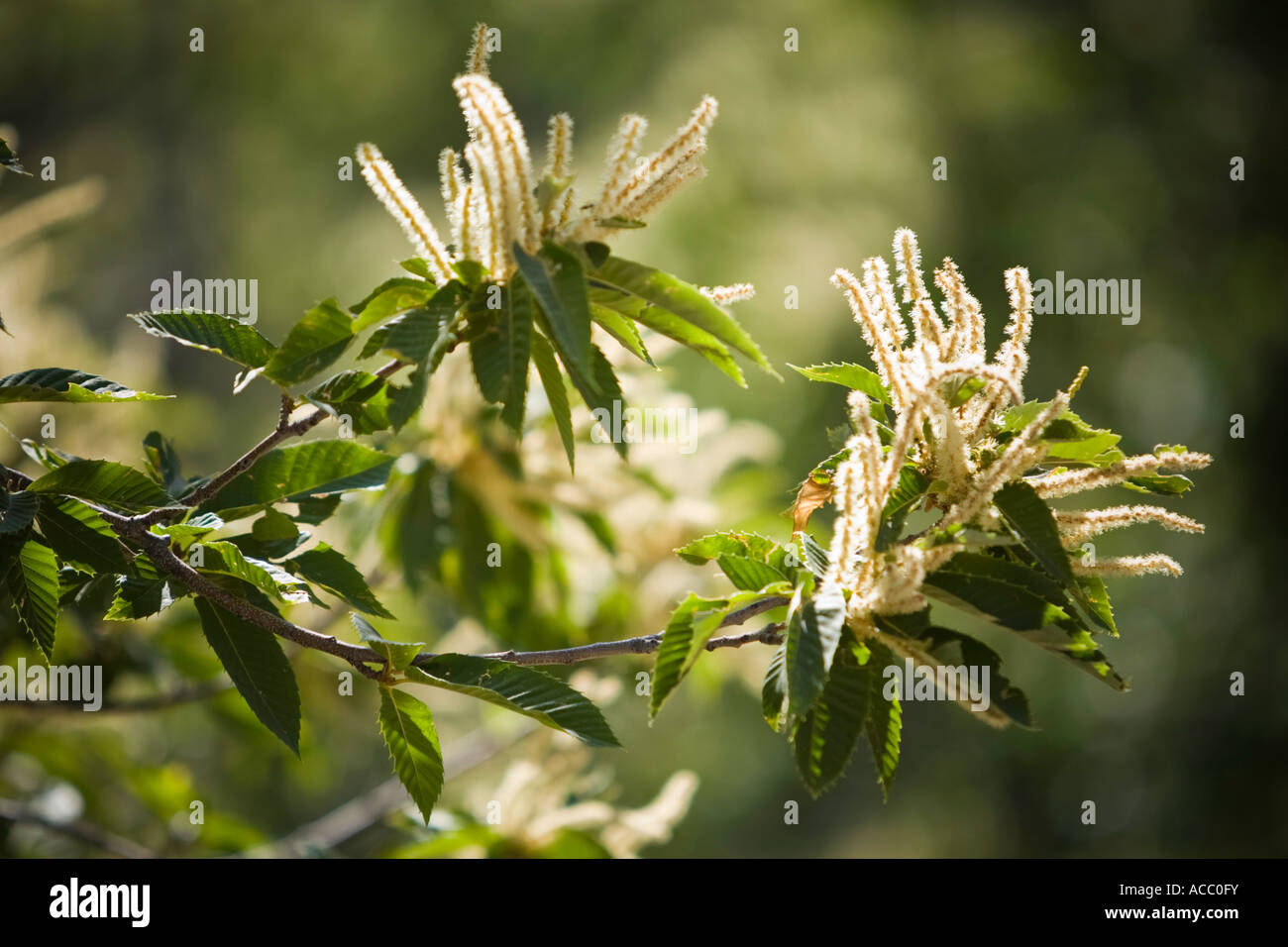 Sweet Chestnut in flower Stock Photo - Alamy