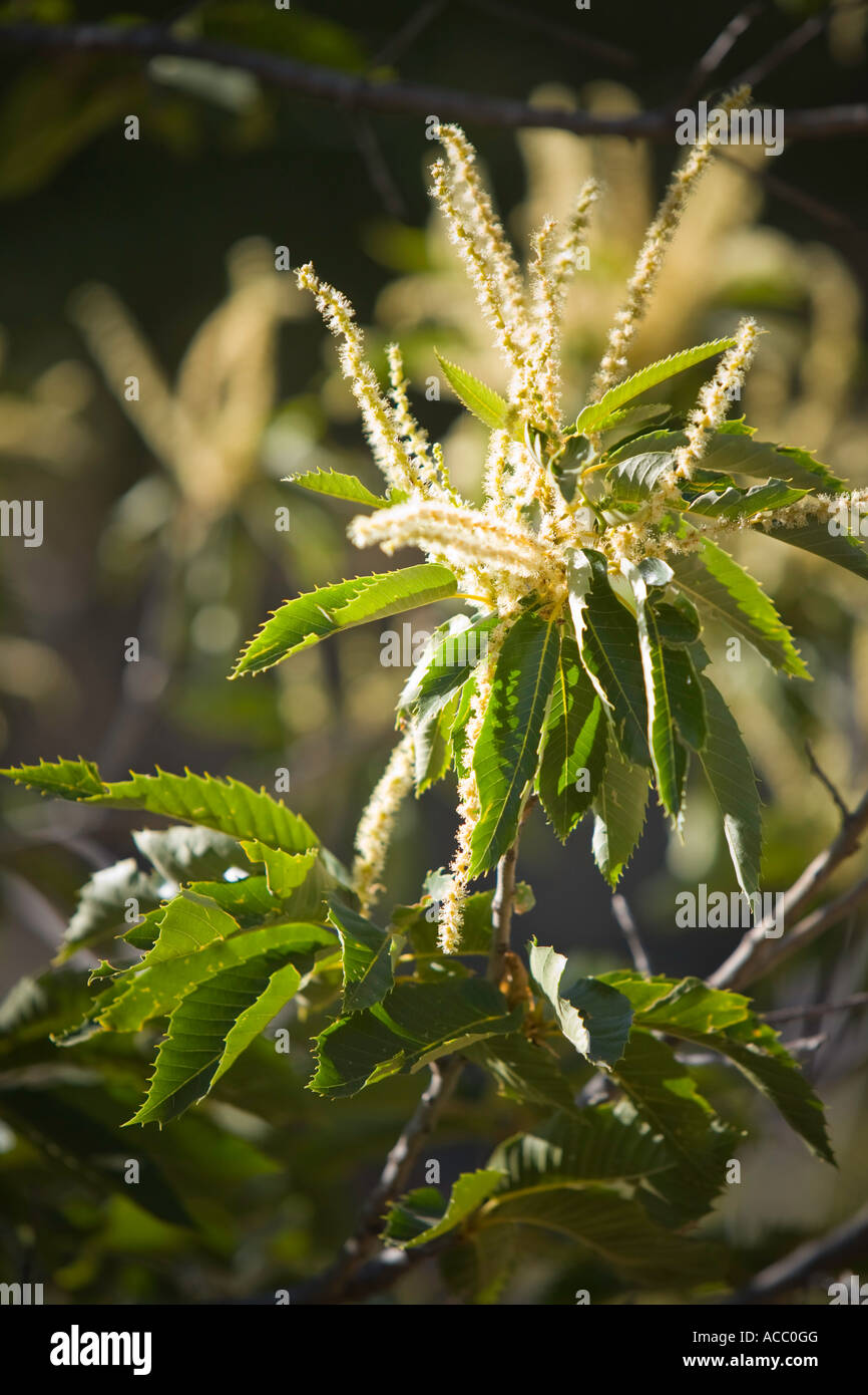Sweet Chestnut in flower Stock Photo - Alamy