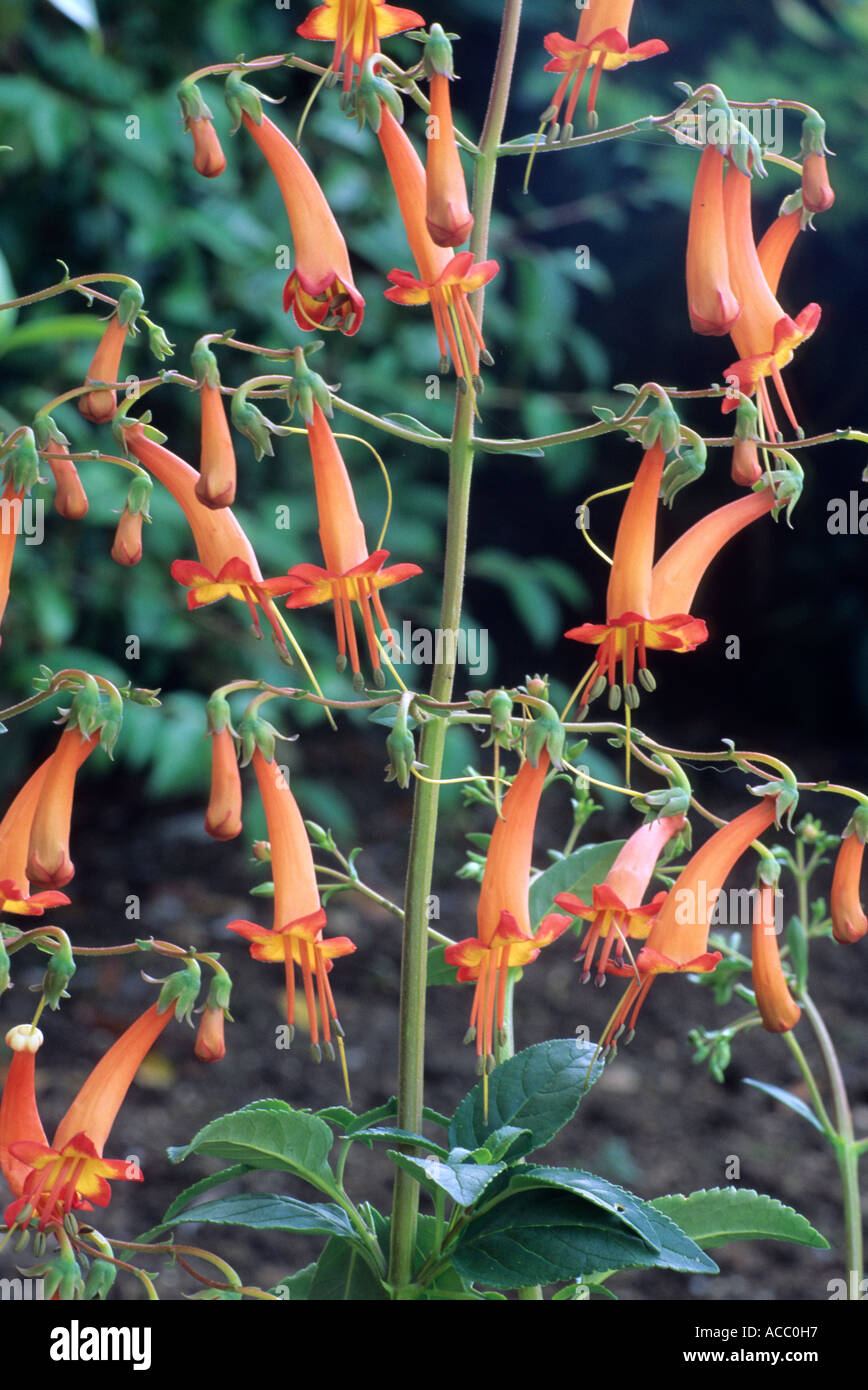 Phygelius x rectus 'Salmon Leap' Stock Photo - Alamy