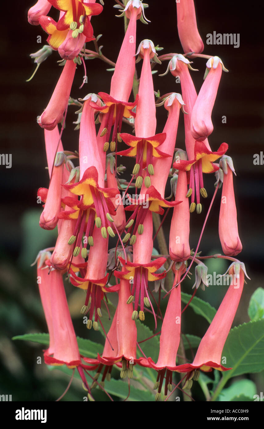 Phygelius phygelius x rectus hi-res stock photography and images - Alamy