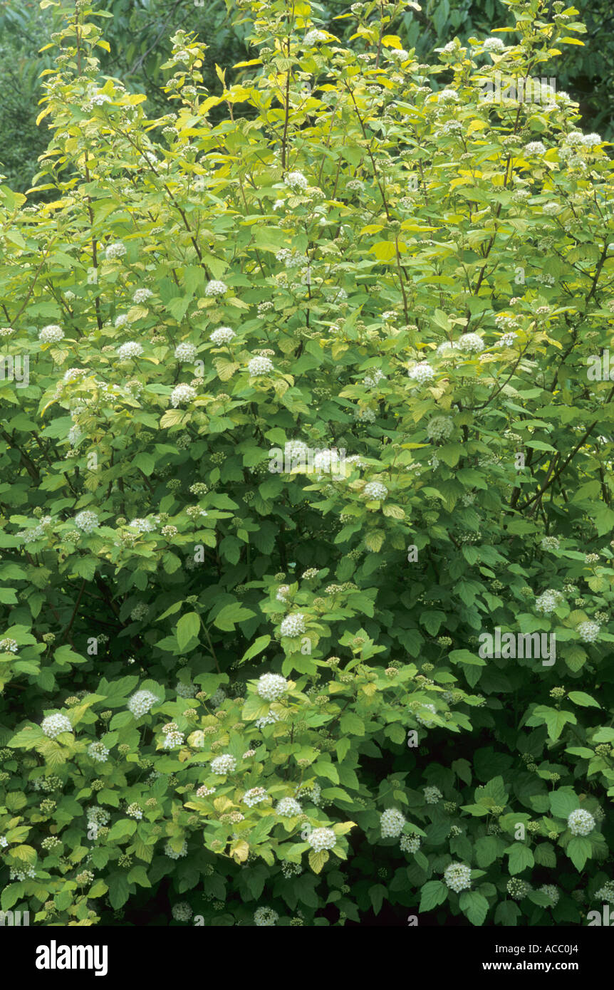 Physocarpus opulifolius 'Dart's Gold', Ninebark, golden foliage, white ...