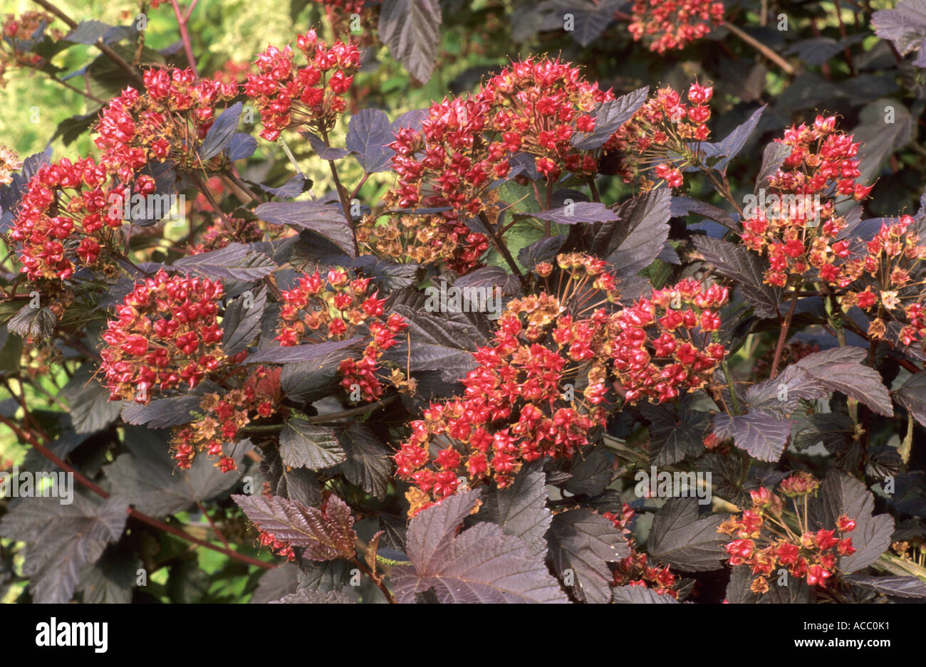 Physocarpus opulifolius 'Diabolo' Stock Photo - Alamy