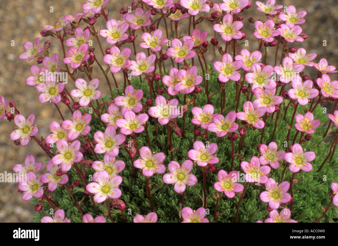Saxifraga 'Stansfieldii', Saxifrage, rock garden plant saxifragas Stock ...