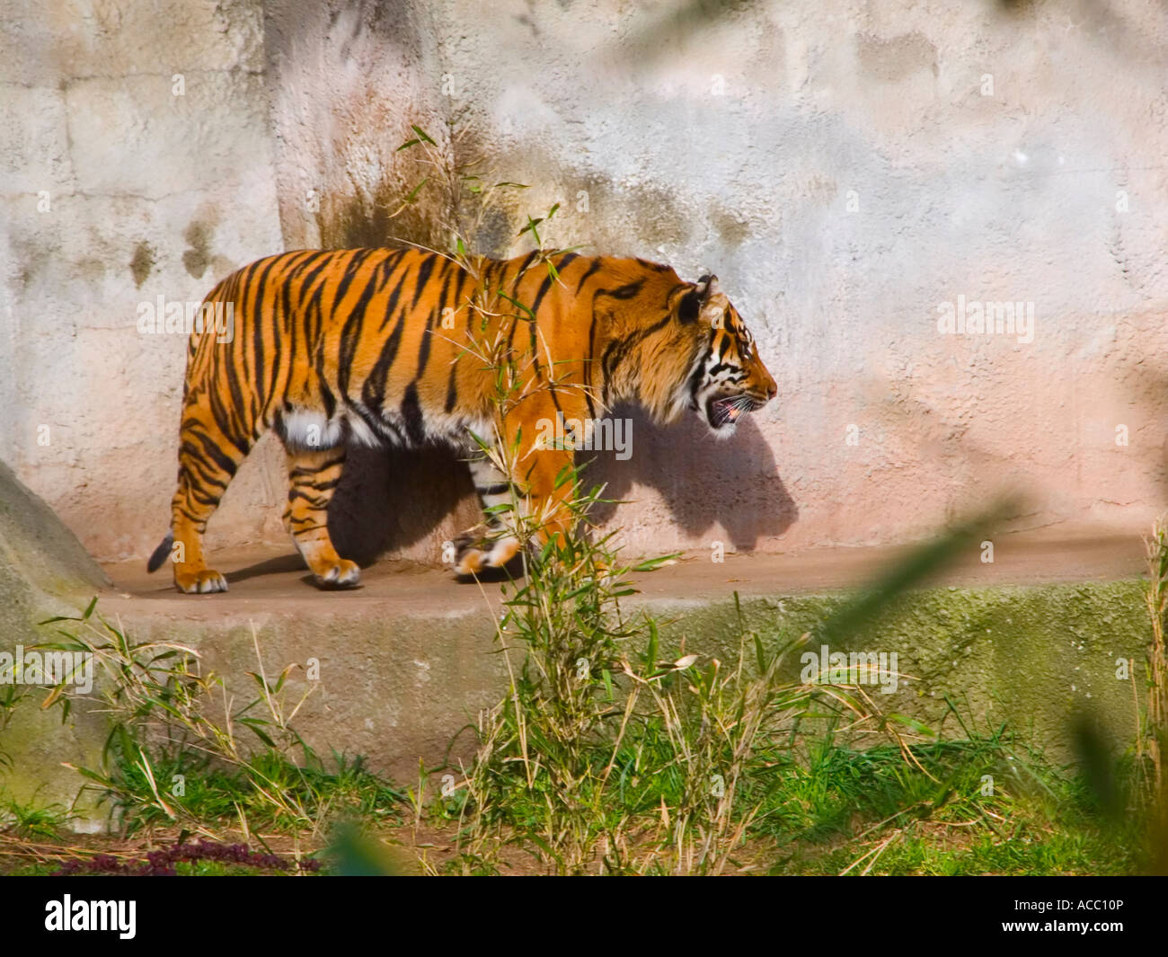 Tiger on the Prowl Stock Photo - Alamy