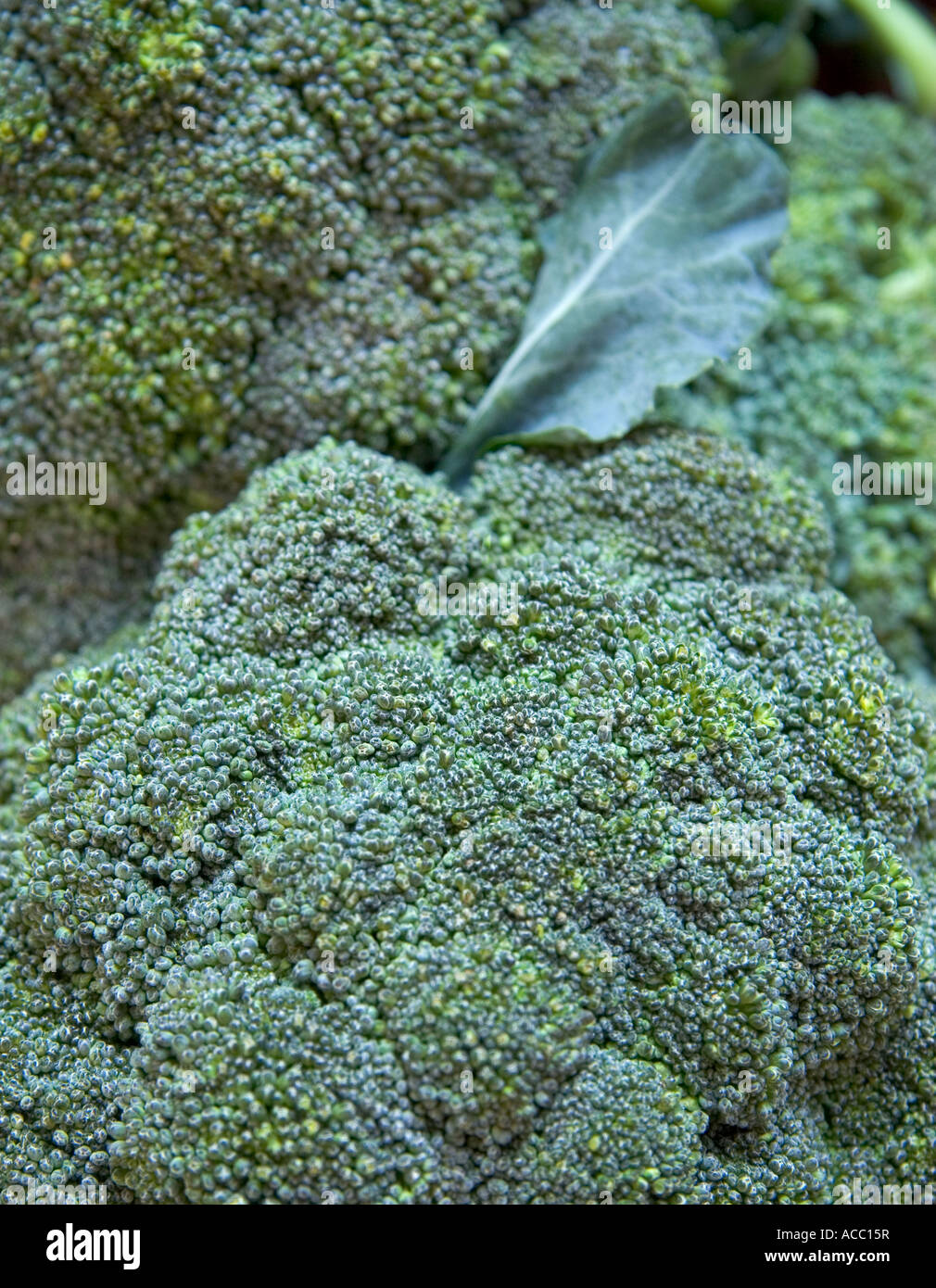 close up picture of broccoli with leaf Stock Photo - Alamy