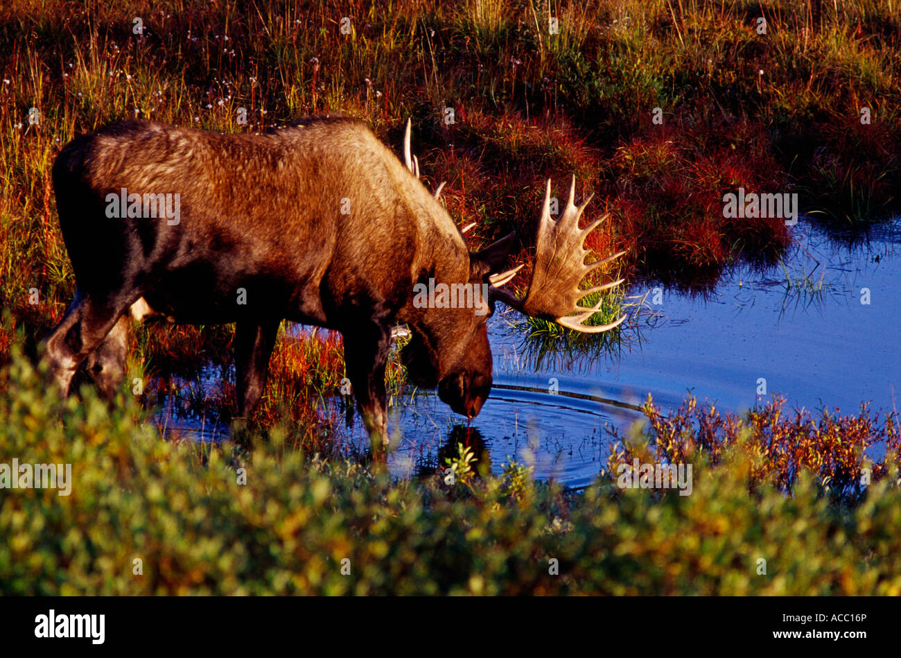 Big Moose bull drinking water Stock Photo - Alamy