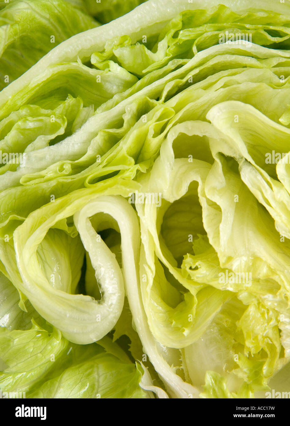 close up picture of lettuce Stock Photo - Alamy
