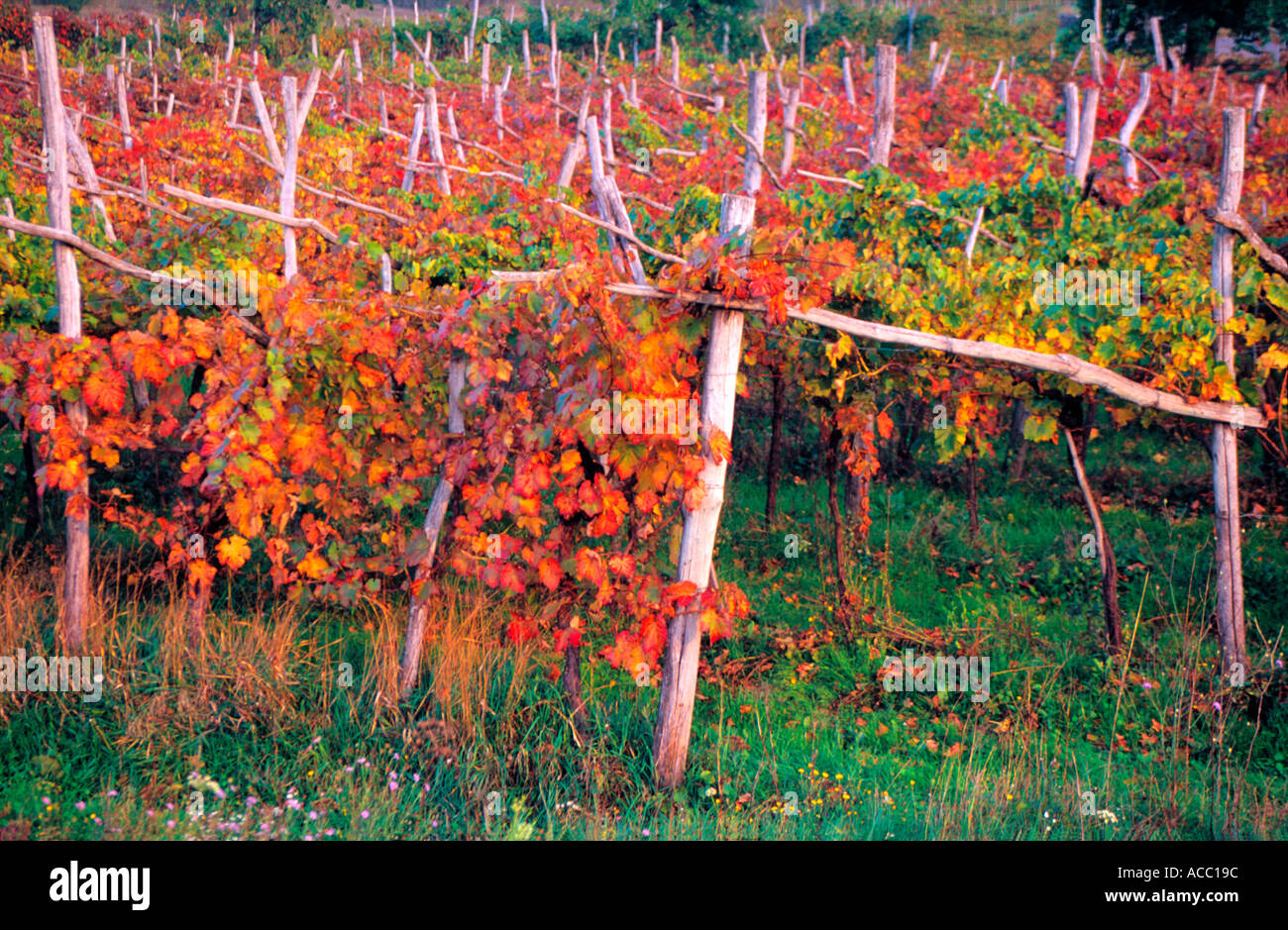 Trailing grapevines in Teran vineyard glow with warm burnished Autumn ...