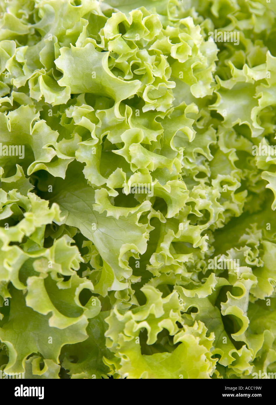 close up picture of lettuce Stock Photo - Alamy
