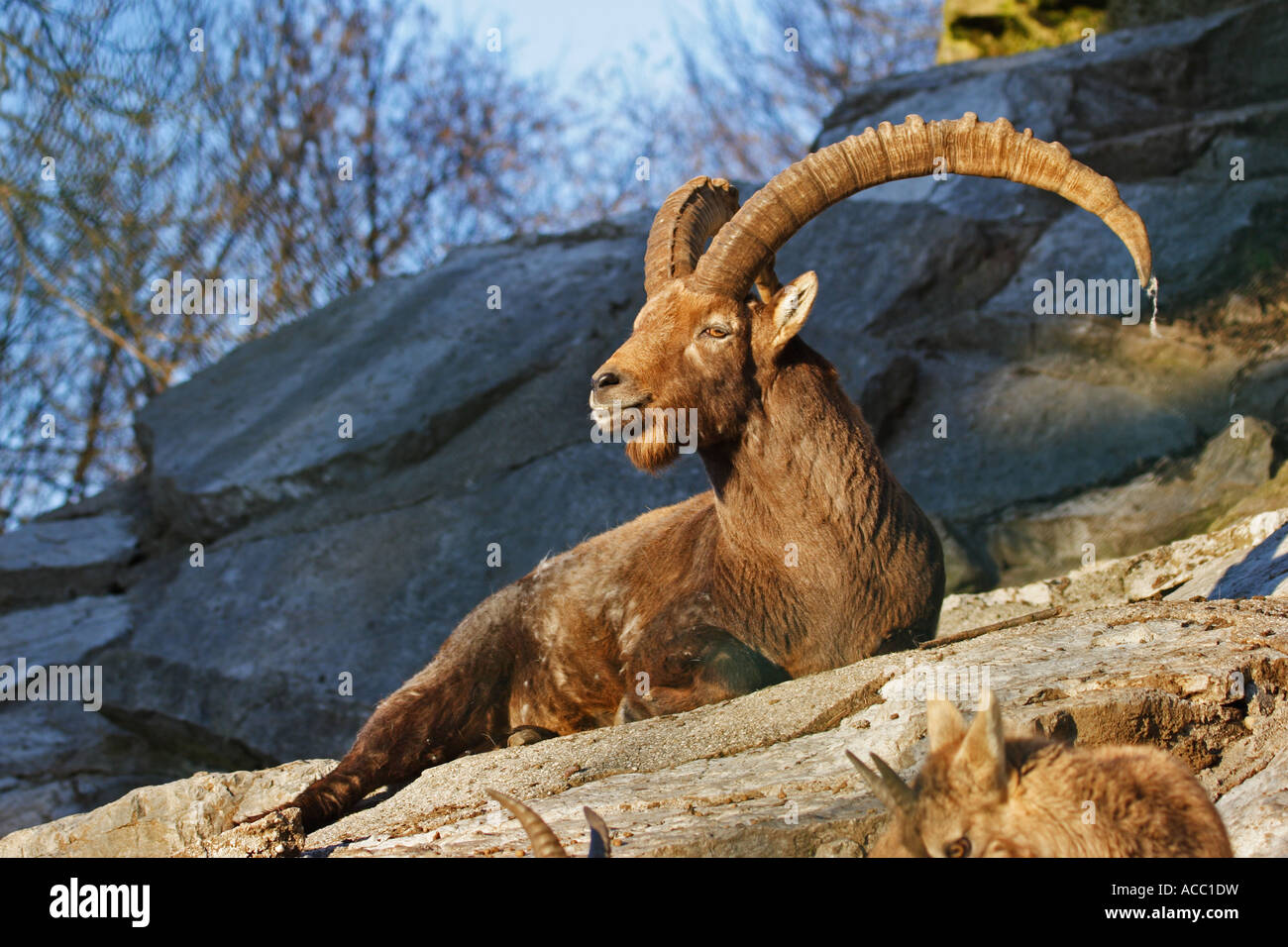 Alpen-Steinbock, Capra ibex Stock Photo - Alamy