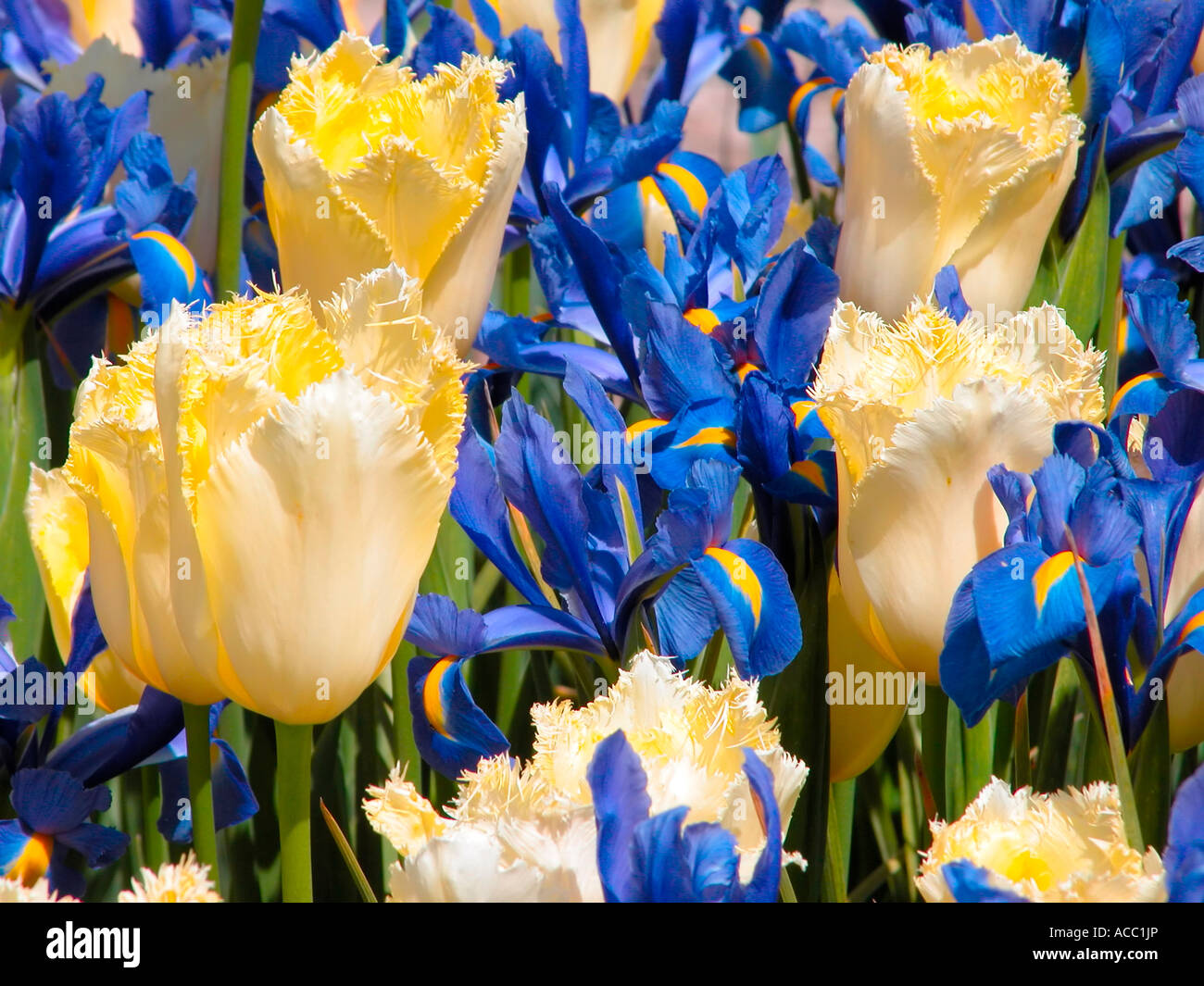 Cream iris hi-res stock photography and images - Alamy