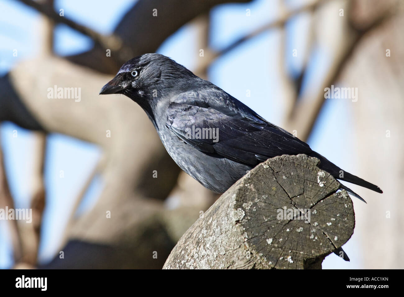Dohle, Corvus monedula Stock Photo - Alamy