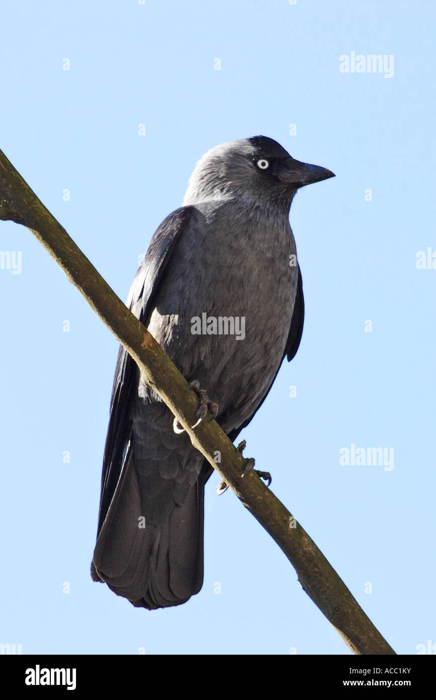 Dohle, Corvus monedula Stock Photo - Alamy