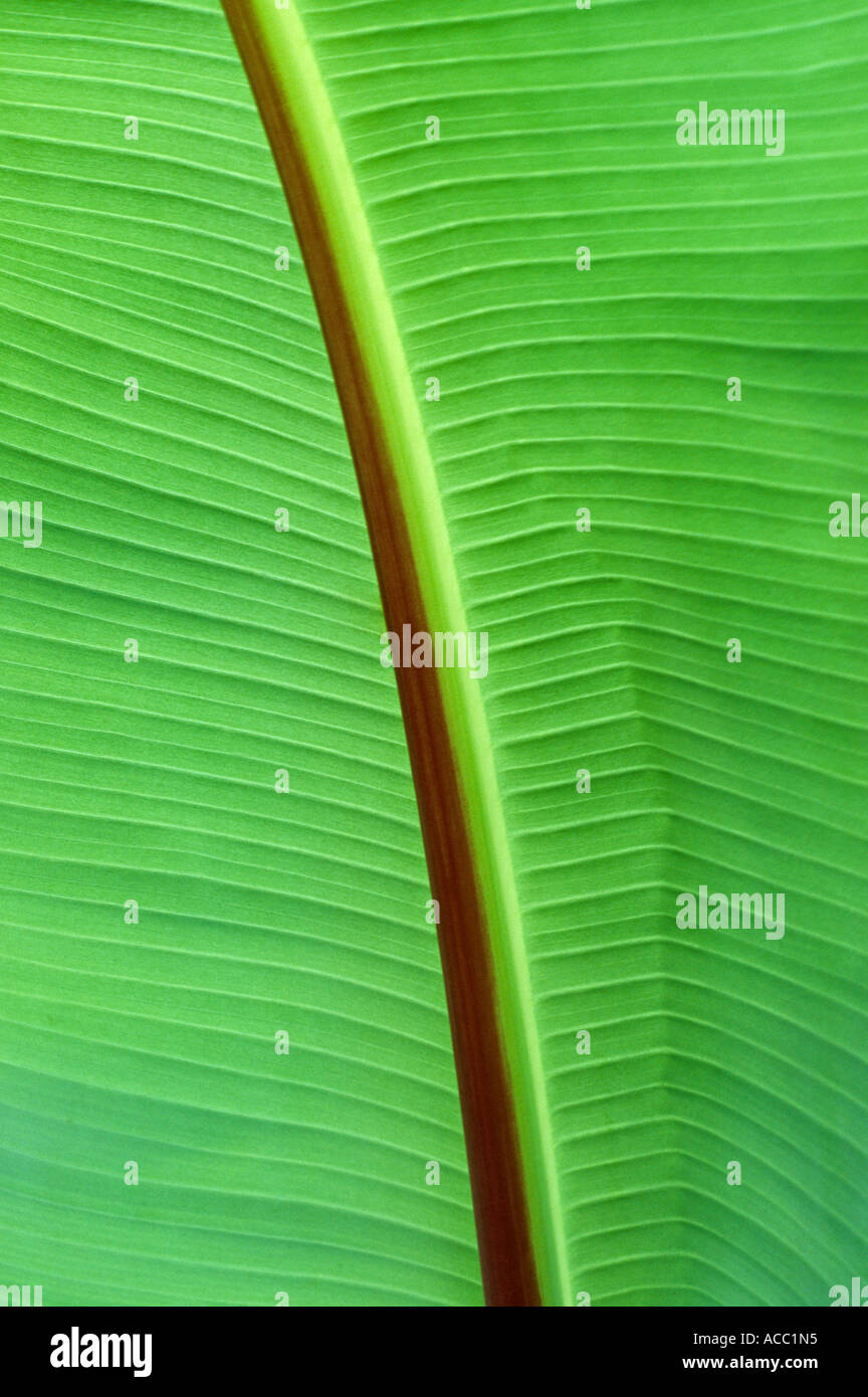 Banana Plant, Musa, detail of leaf Stock Photo - Alamy