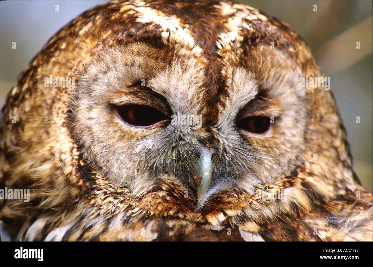 TAWNY OWL (Strix aluco sylvatica Stock Photo - Alamy TAWNY OWL (Strix aluco sylvatica Stock Photo - Alamy