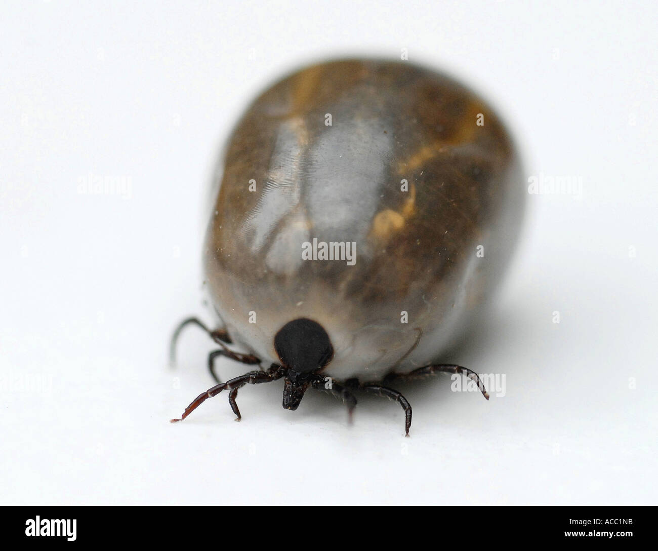 TICK Commonly known as Deer Tick or Sheep Tick Stock Photo - Alamy