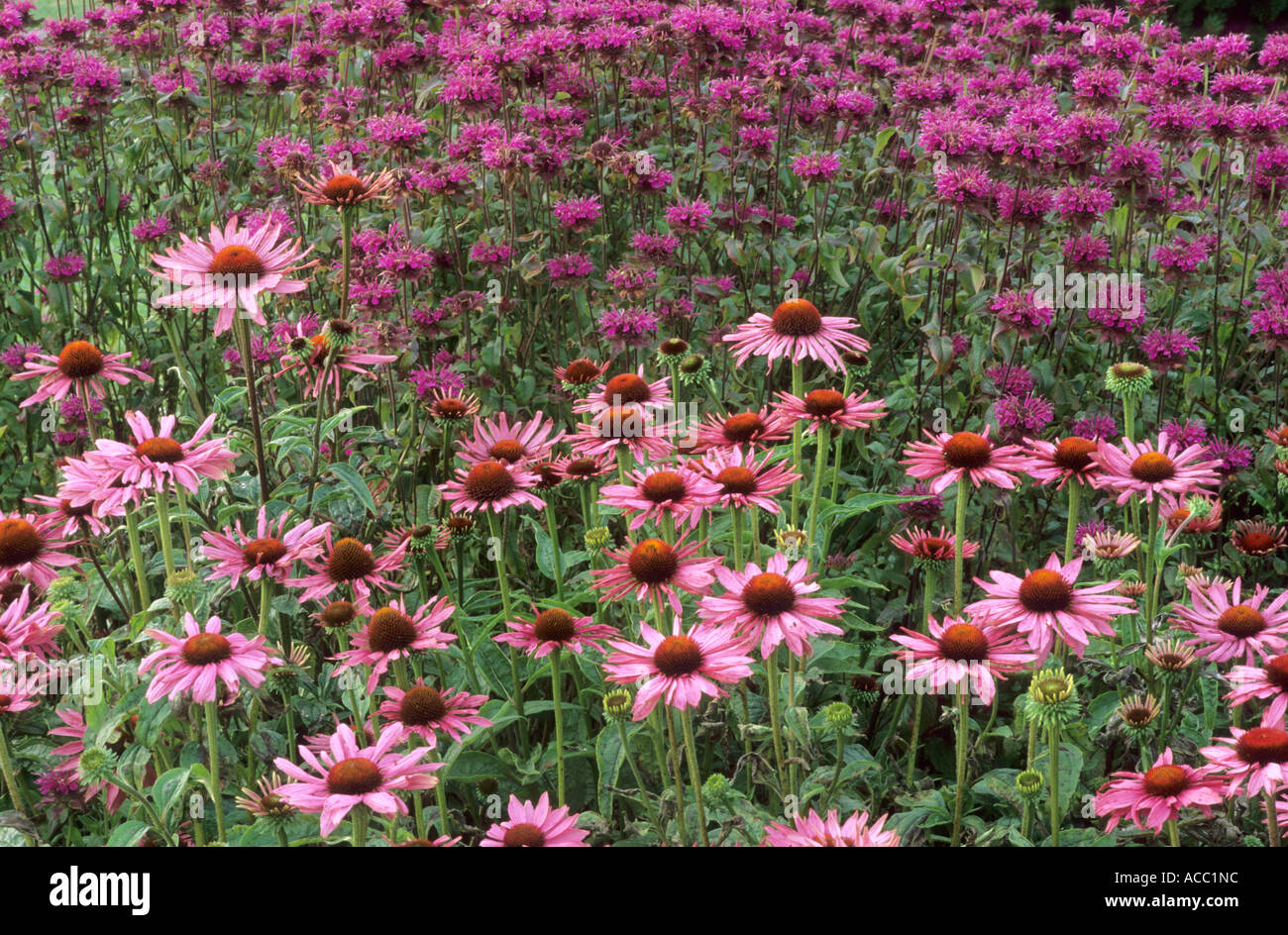 Echinacea purpurea 'Rubinstern', Monarda 'Mohawk' Stock Photo - Alamy