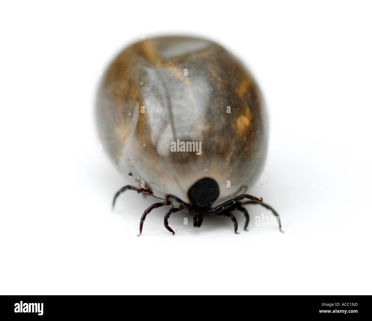 TICK Commonly known as Deer Tick or Sheep Tick Stock Photo - Alamy