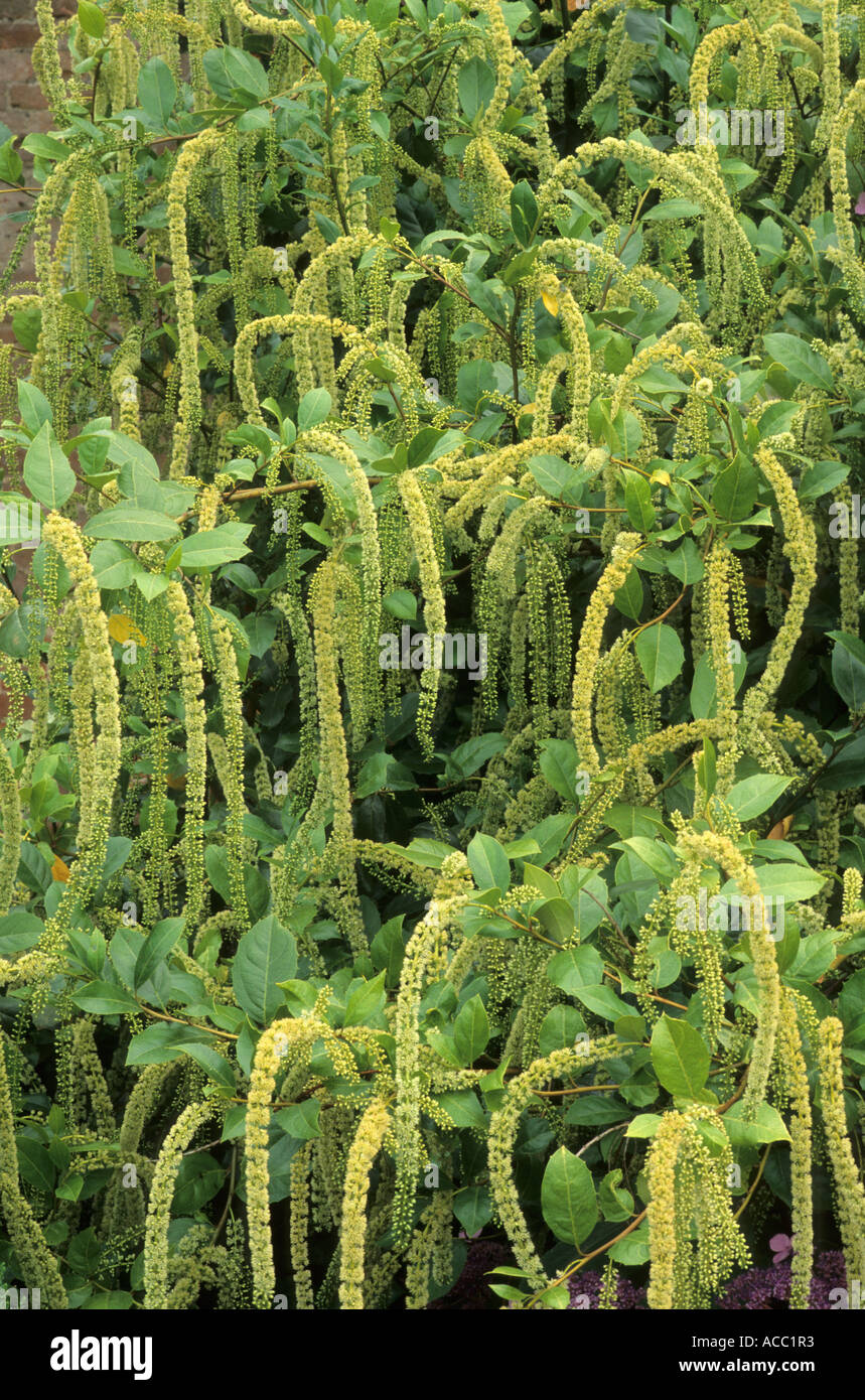 Itea Ilicifolia High Resolution Stock Photography and Images - Alamy
