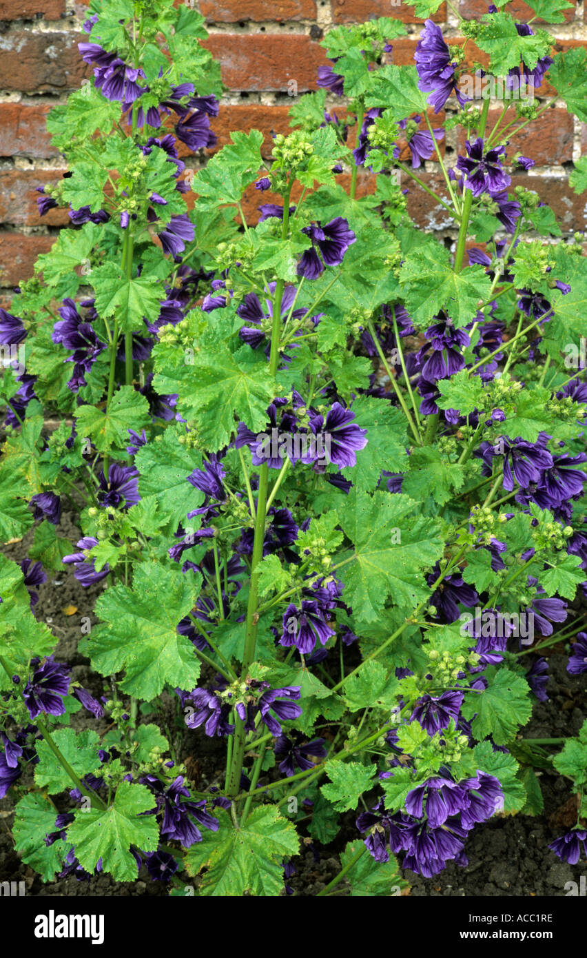 Malva growing against wall Stock Photo - Alamy