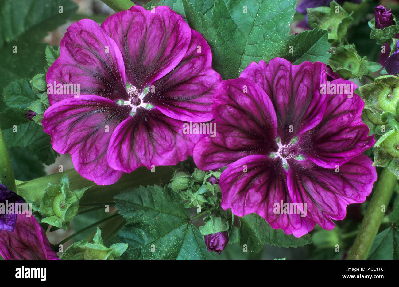 Malva sylvestris, Mallow, purple flower malvas mallows Stock Photo - Alamy