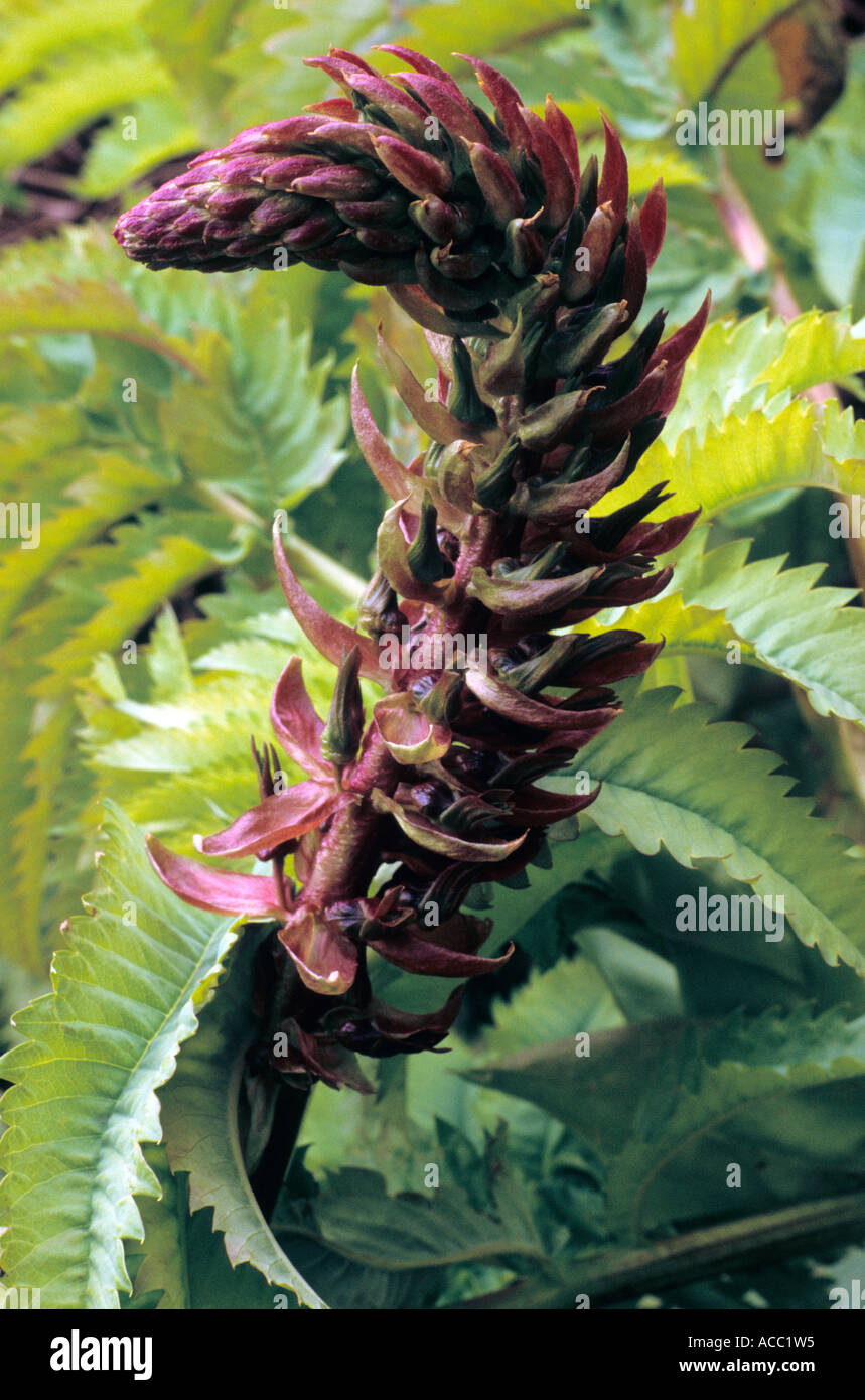 Melianthus major, flower detail Stock Photo - Alamy