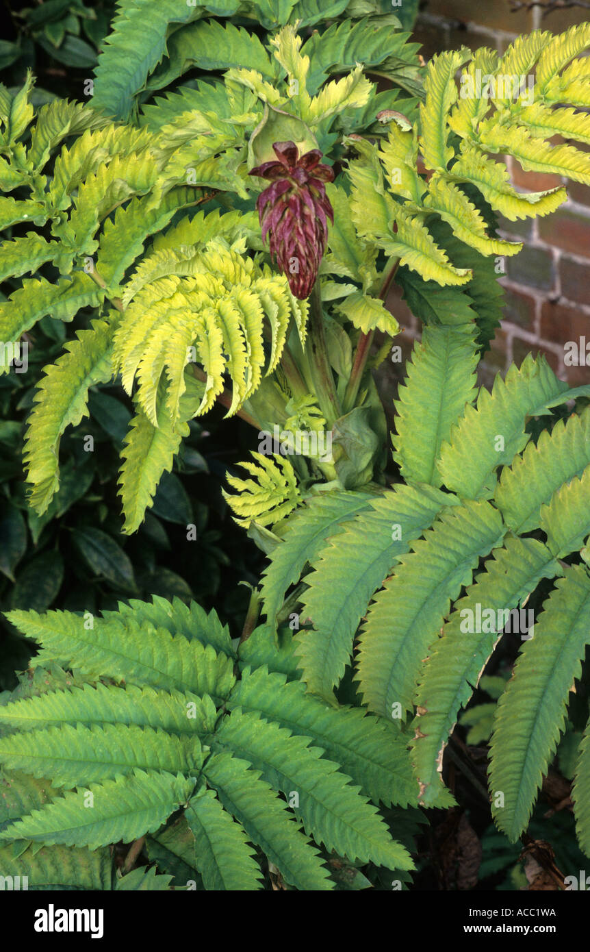 Melianthus major, foliage and flower Stock Photo - Alamy