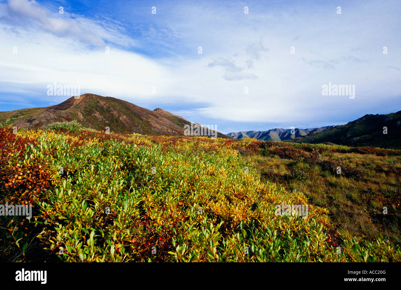 Moor landscape in autumn color Stock Photo - Alamy
