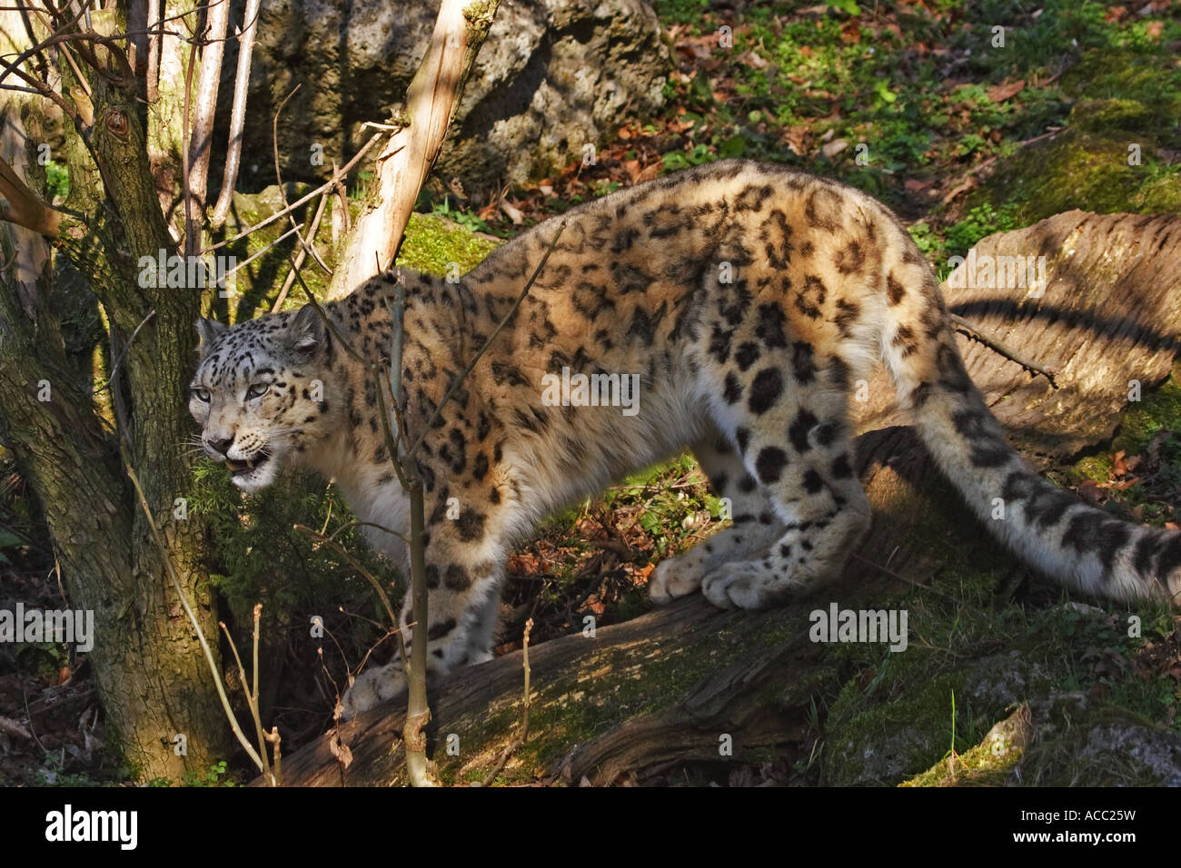 Snow leopard irbis schneeleopard hi-res stock photography and images ...