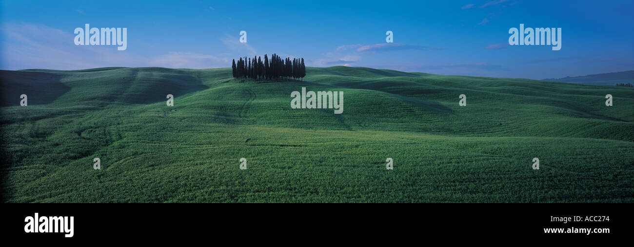 Trees in a Tuscan landscape Stock Photo - Alamy