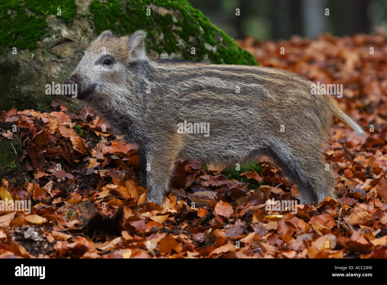 Junges Wildschwein (Frischling), Sus scrofa Stock Photo - Alamy