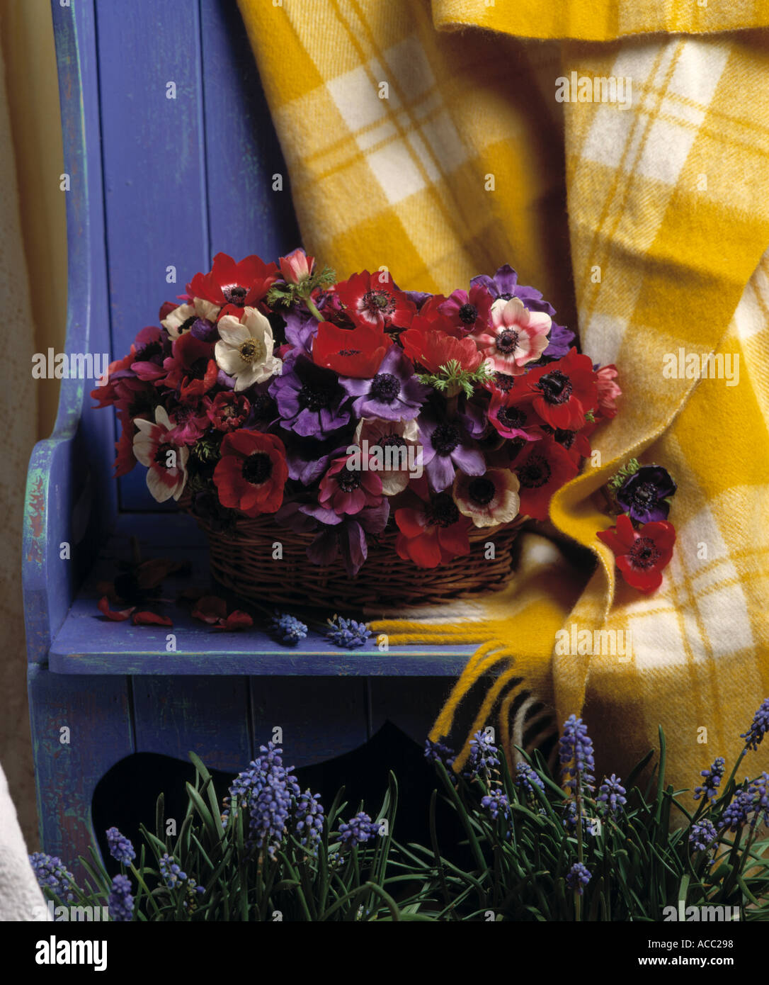 Pyrple flower hi-res stock photography and images - Alamy