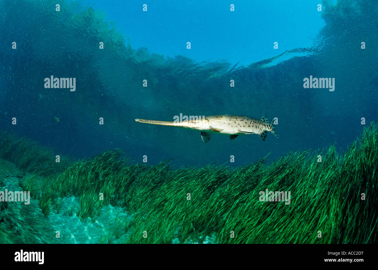 Gar pike hi-res stock photography and images - Alamy