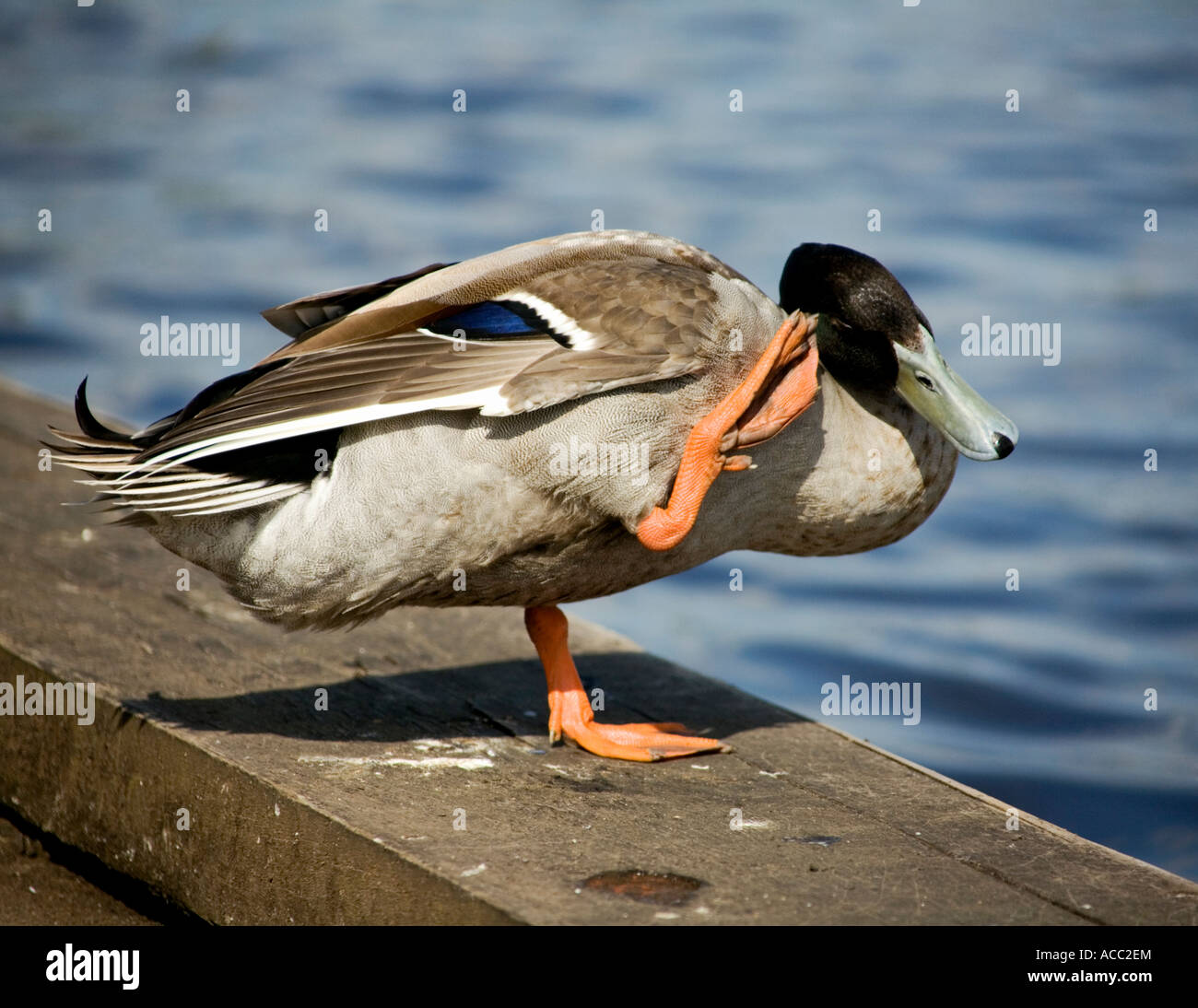 This Mallard duck appears to be giving a salute Stock Photo - Alamy