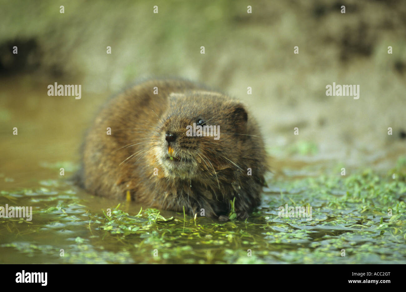 Water Vole Arvicola terrestris standing in water and feeding on ...