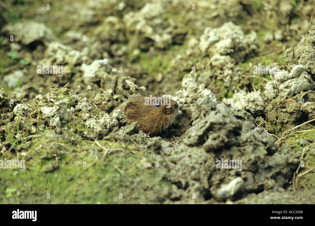 Water Vole Arvicola terrestris looking from its burrow in England UK ...