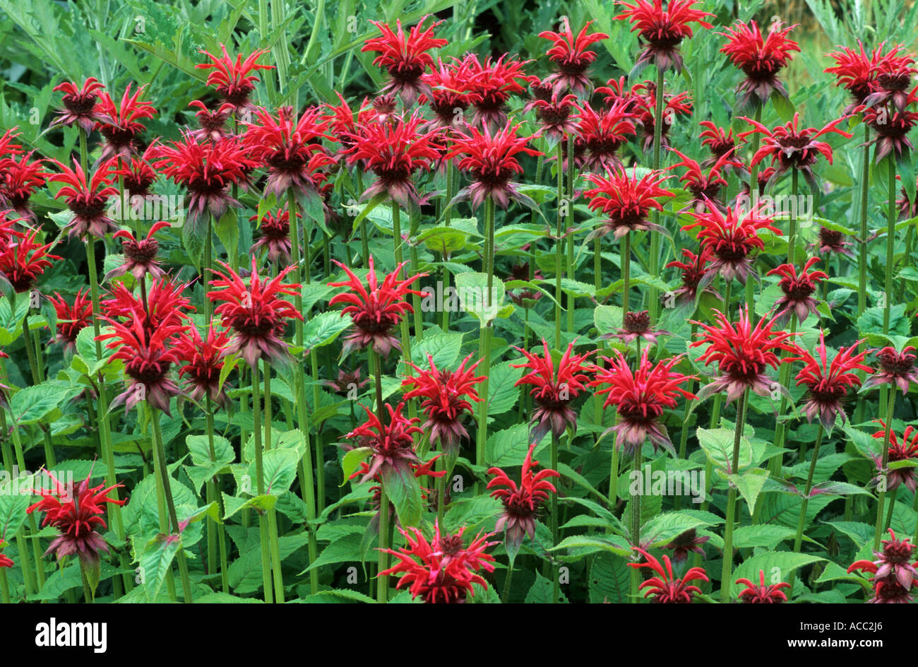 Gardenview red hi-res stock photography and images - Alamy