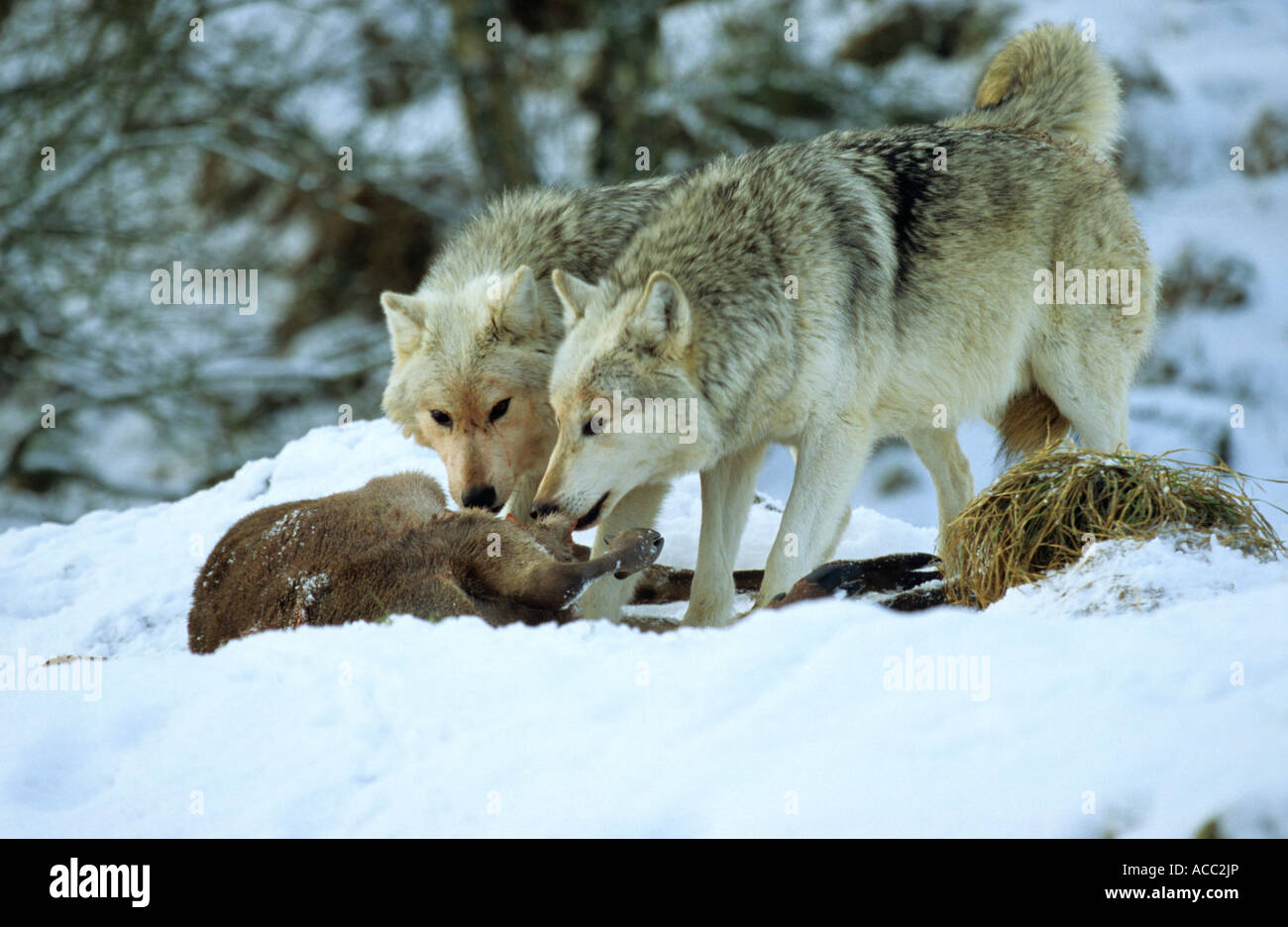 European Wolf Canis lupus Two European Wolves feeding on a red deer ...