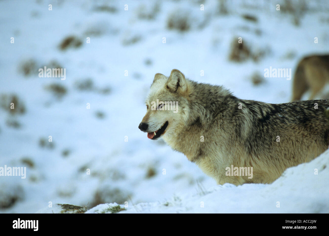 European Wolf Canis lupus standing in the snow in winter Stock Photo ...